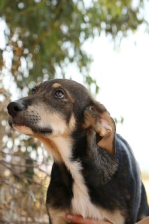 What is animal welfare? - More Than Human